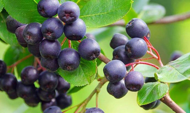 Bạn đã bao giờ nghe tên Acai berry & Maqui berry? Được mệnh danh là ...